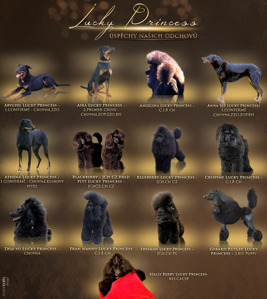 Lucky Princess - chovatelská stanice,Salon BRITA